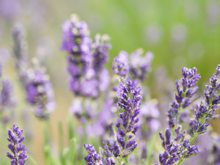 Lavender Strain Information | Leafist