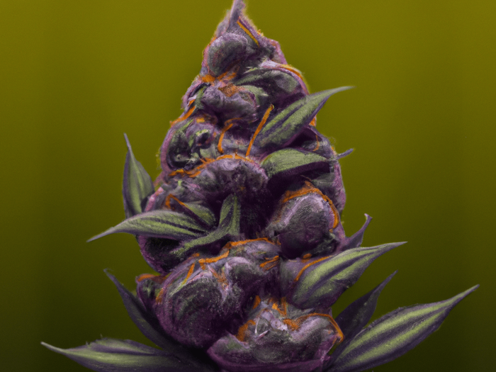 Big Bud Strain Information | Leafist